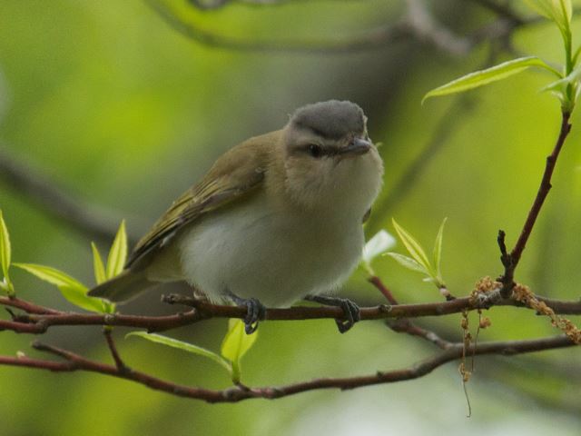 Red-eyed Vireo
