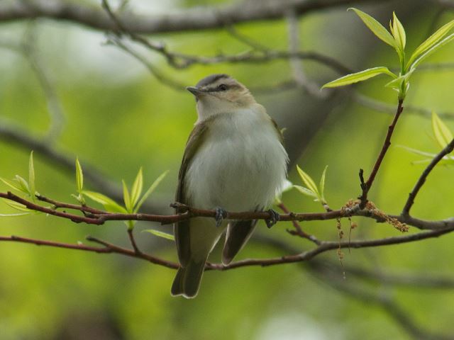 Red-eyed Vireo