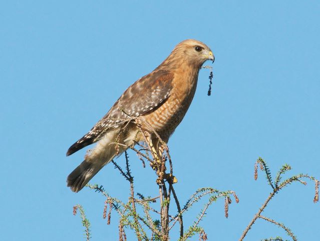Red-shouldered Hawk