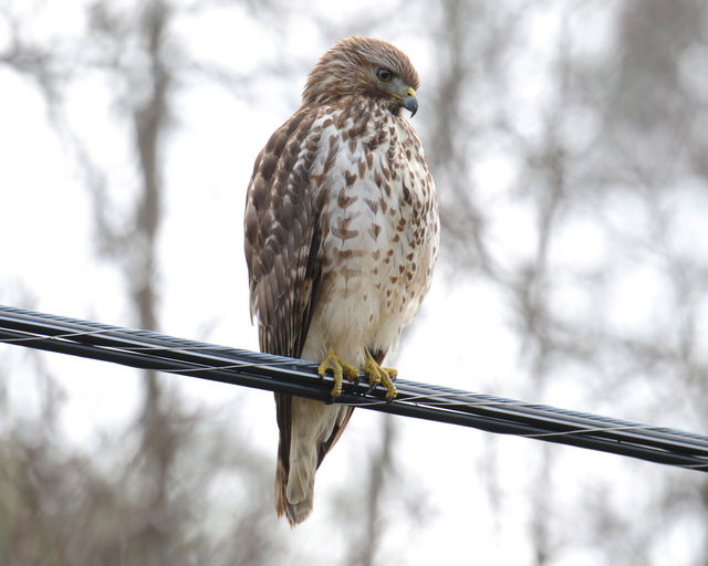 Red-shouldered Hawk