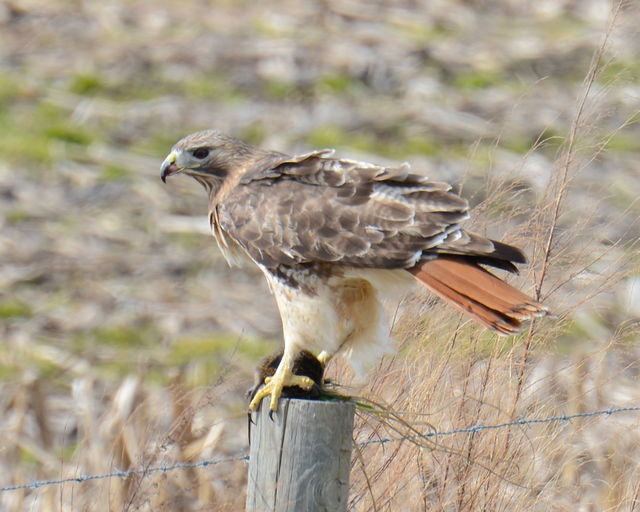 Red-tailed Hawk