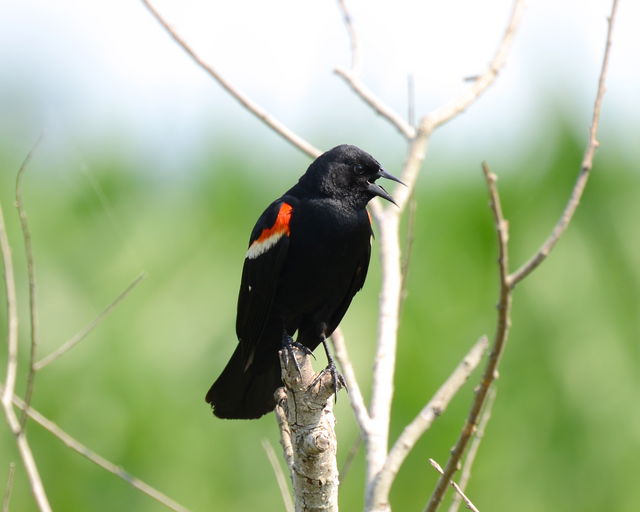 Red-winged Blackbird