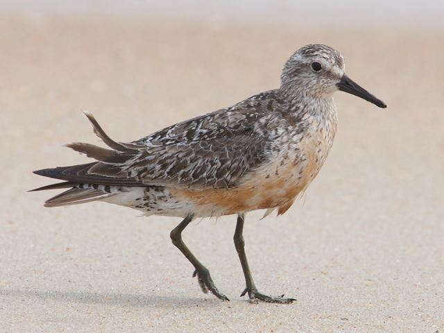 Red Knot
