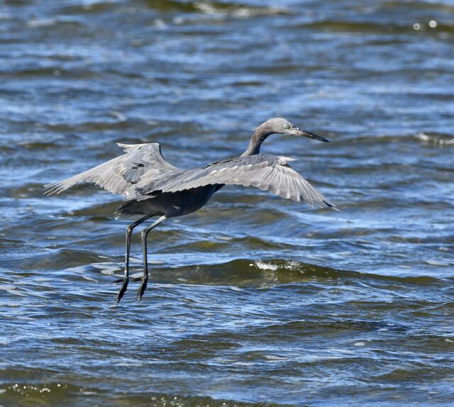 Reddish Egret