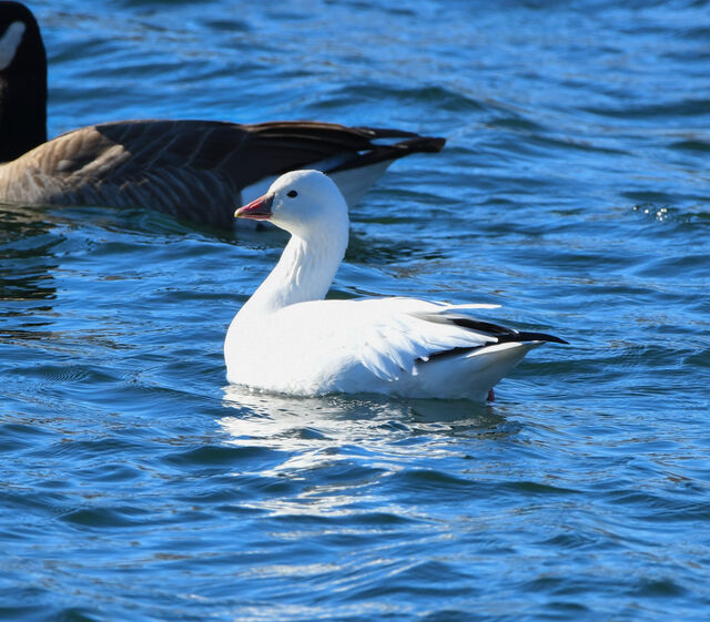 Ross's Goose