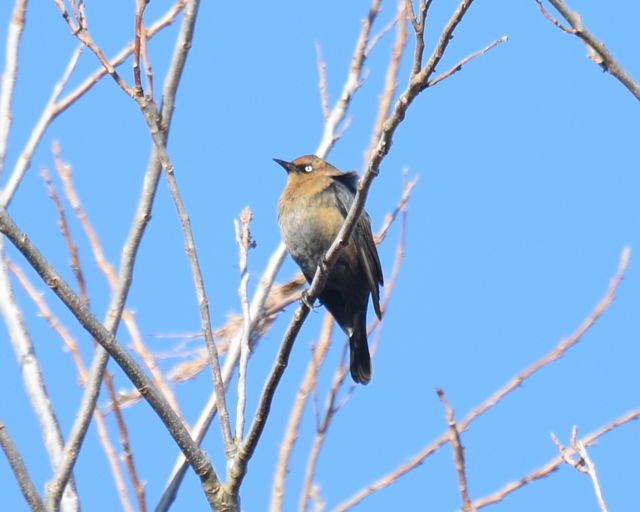 Rusty Blackbird