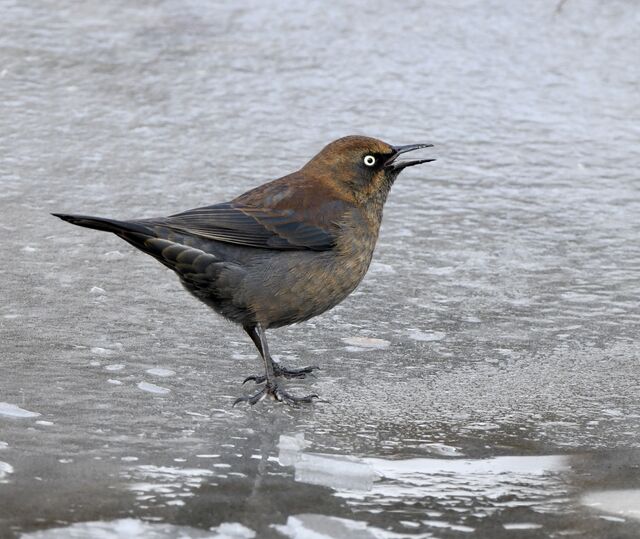Rusty Blackbird