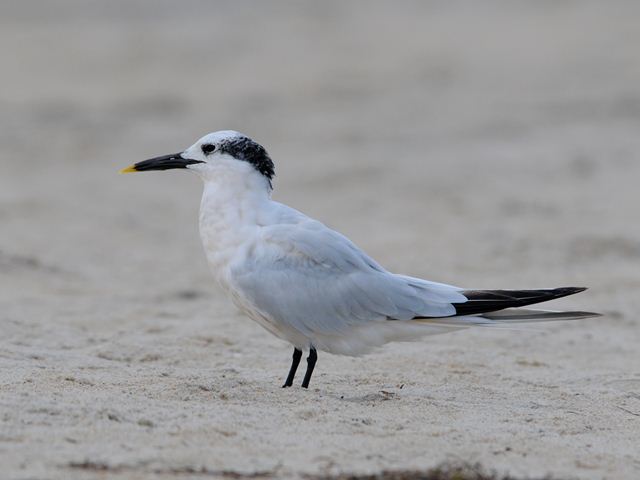 Sandwich Terns