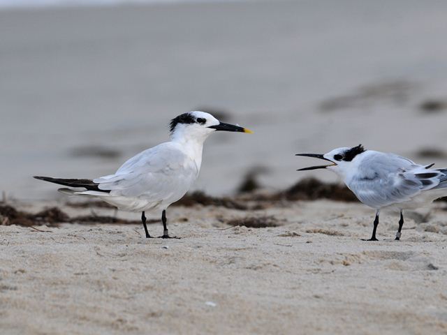 Sandwich Terns