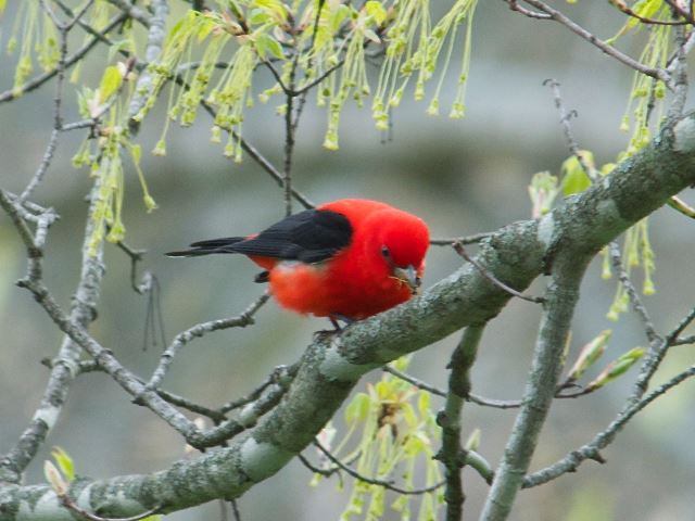 Scarlet Tanager