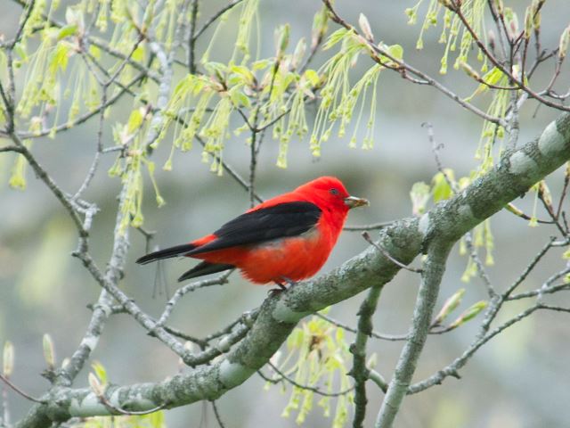 Scarlet Tanager