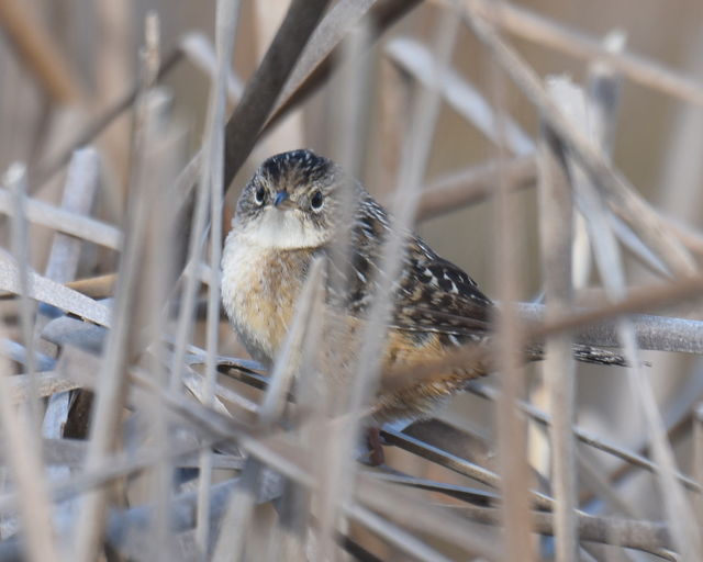 Sedge Wren