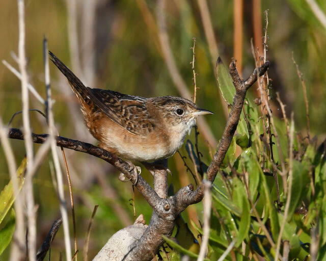 Sedge Wren