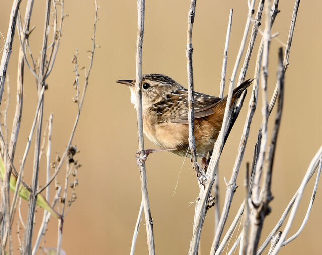 Sedge Wren