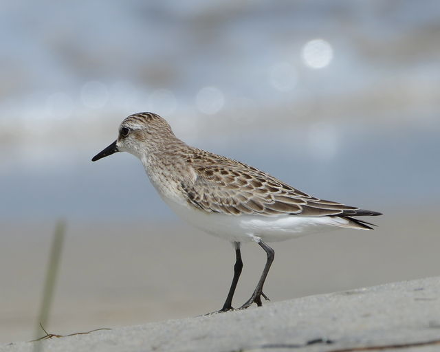 Semipalmated Sandpiper