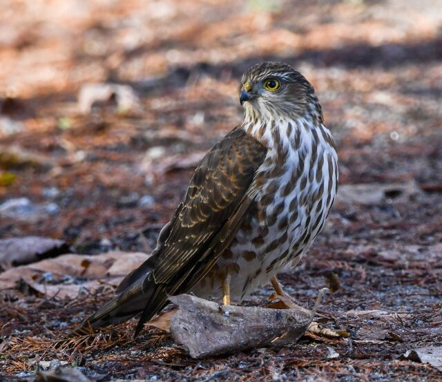 Sharp-shinned Hawk