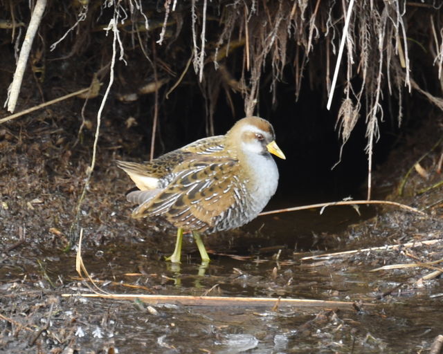 Sora