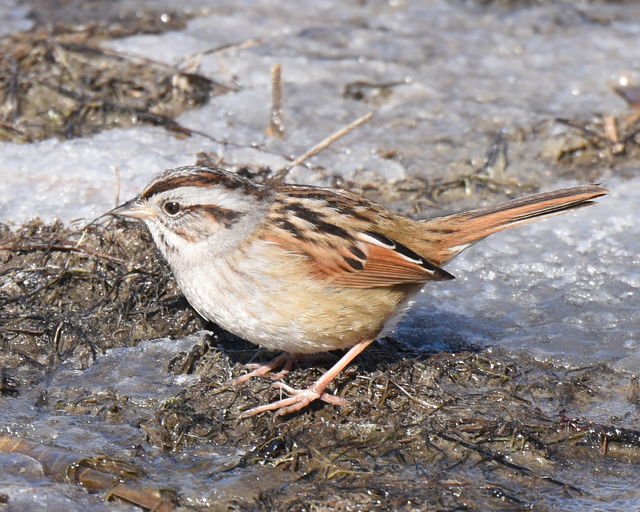 Swamp Sparrow