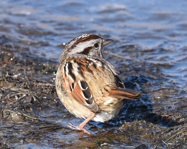 Swamp Sparrow