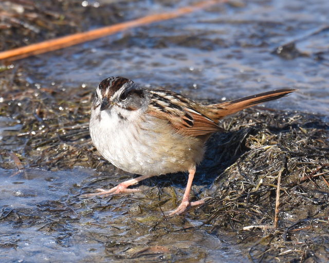 Swamp Sparrow