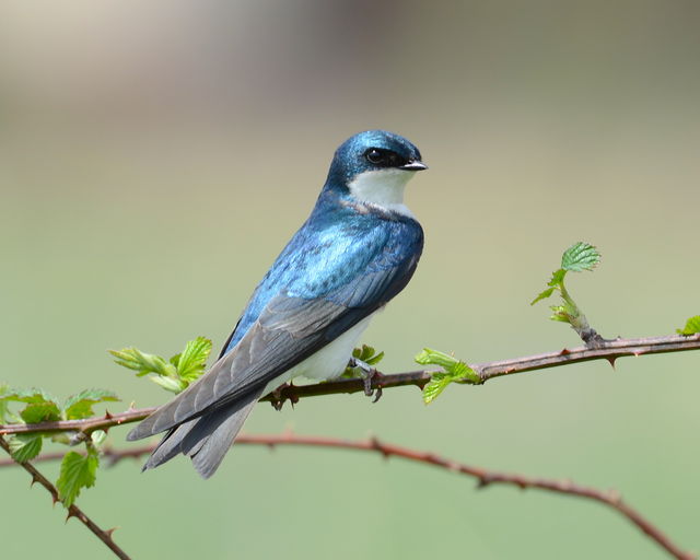 Tree Swallow