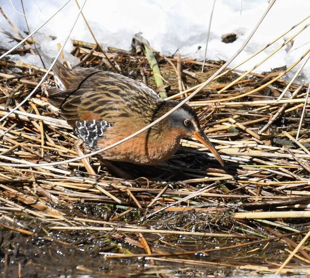 Virginia Rail