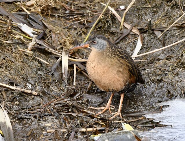 Virginia Rail