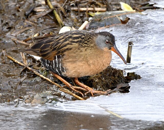 Virginia Rail