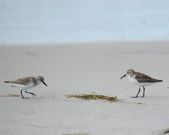 Western Sandpiper and Semipalmated Sandpiper