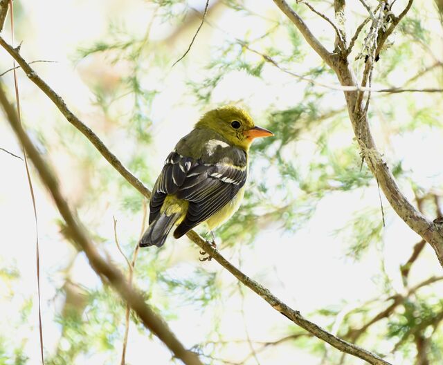 Western Tanager