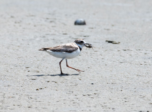 Wilson's Plover