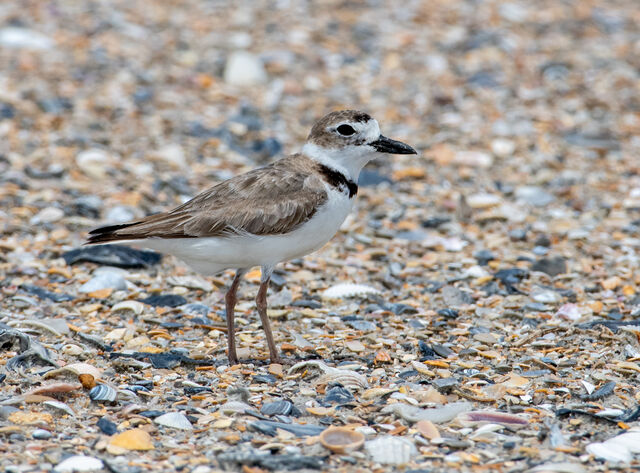 Wilson's Plover