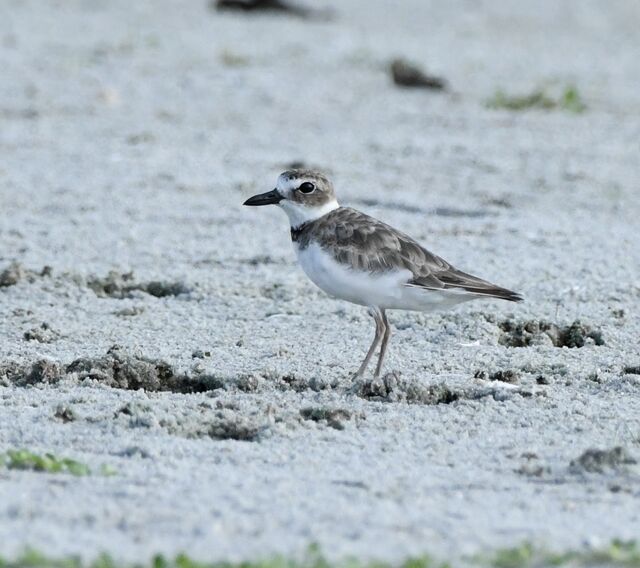 Wilson's Plover