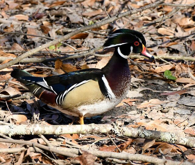 Wood Duck