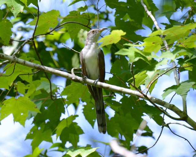 Yellow-billed Cuckoo