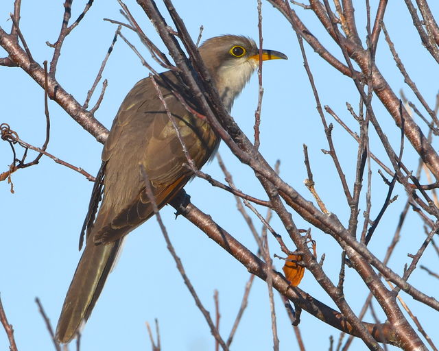 Yellow-billed Cuckoo