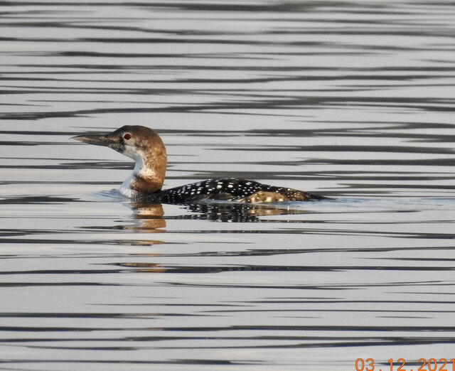 Common Loon