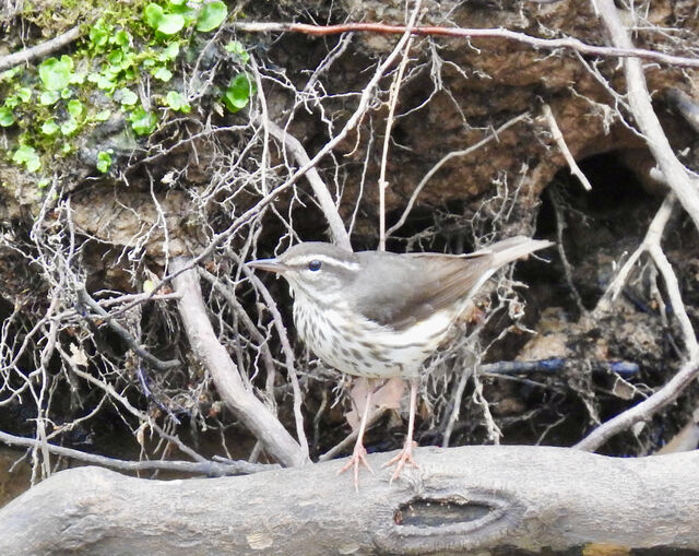 Louisiana Waterthrush