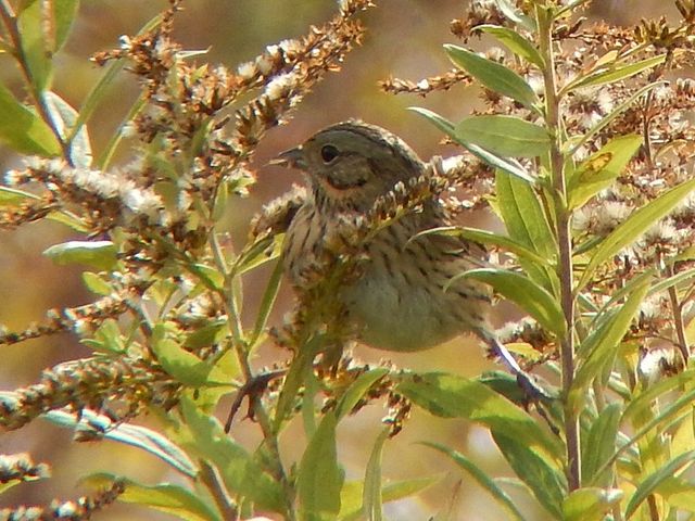 Lincoln's Sparrow