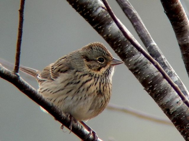 Lincoln's Sparrow