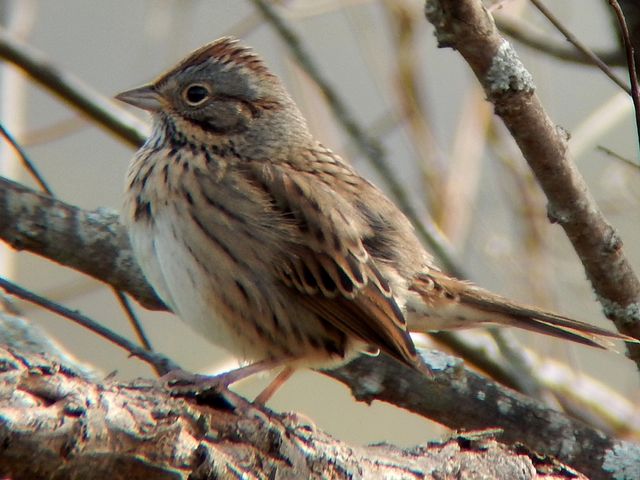 Lincoln's Sparrow