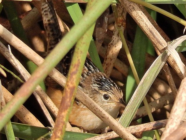 Sedge Wren