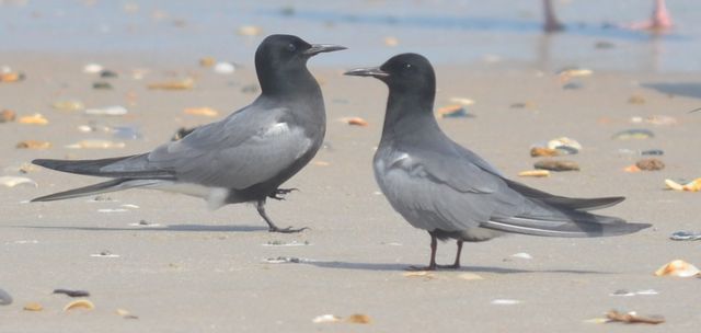 Black Tern