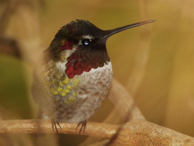 Anna's Hummingbird