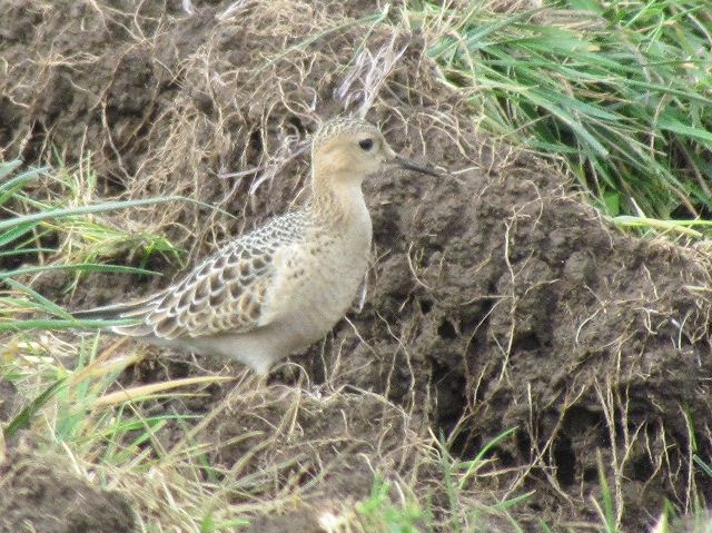 Buff-breasted Sandpiper