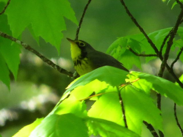Canada Warbler