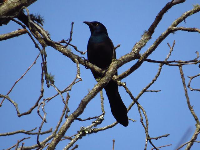 Common Grackle
