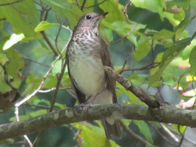 Gray-cheeked Thrush