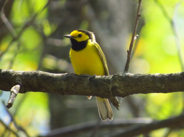 Hooded Warbler