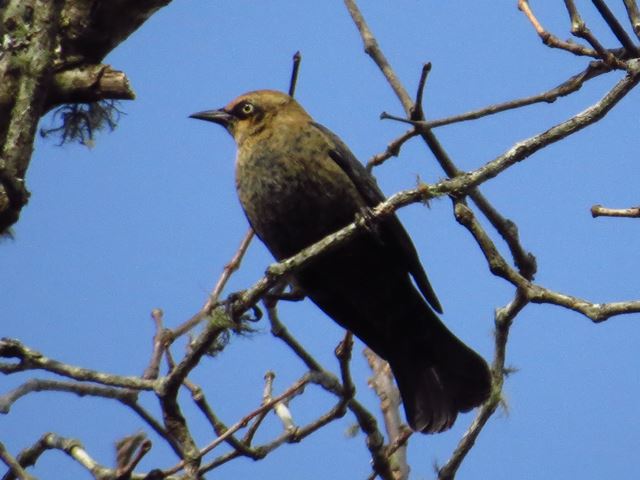 Rusty Blackbird